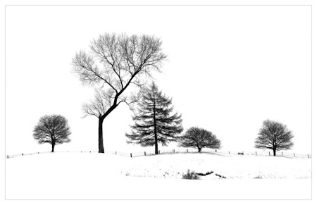 01 Tree Line – Smethwick Photographic Society