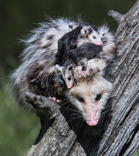 PAGB Silver Medal-Opossum with Family-Michael Windle-England ...