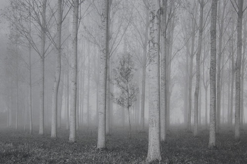 PSA Ribbon-Misty Poplars-Irene Froy-England – Smethwick Photographic ...