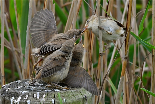 first-reed warbler feeding chicks-van greaves – Smethwick Photographic ...