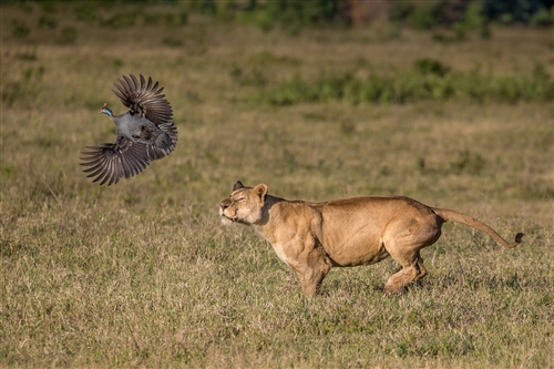 psa ribbon-lion flushes guinea fowl-leah gray-canada – Smethwick ...