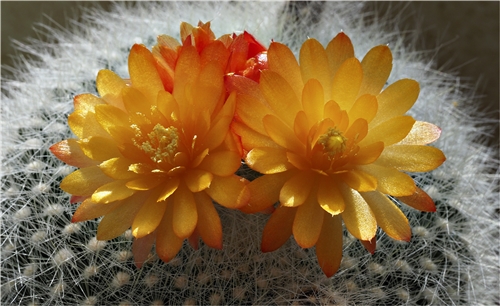 second-cactus flower-mike edwards – Smethwick Photographic Society