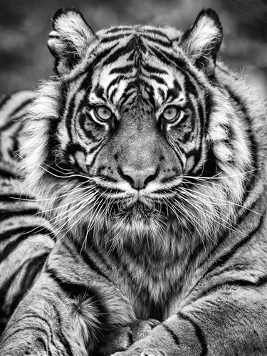 First-Daseep-Richard Groskopf – Smethwick Photographic Society