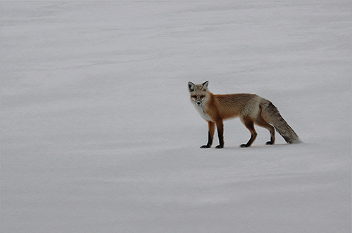 red-fox-and-snow-michael-windle-mcpf-ribbon – Smethwick Photographic ...
