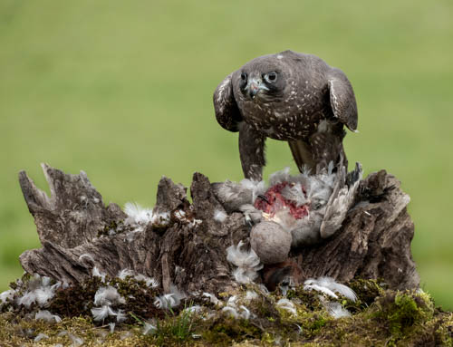 10 Black gyr Falcon & Pray – Smethwick Photographic Society