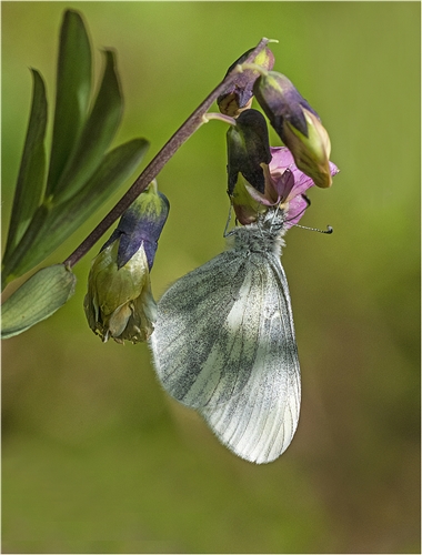 First-Wood White-Robert Tunstall – Smethwick Photographic Society