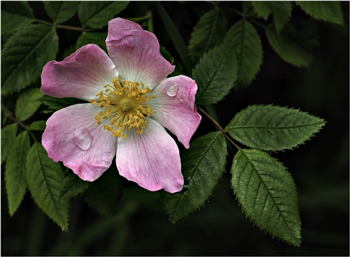Third-Rosa-Mike Edwards – Smethwick Photographic Society