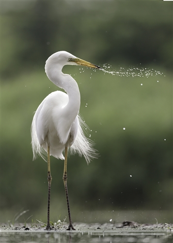 -Great White Egret-Michael Windle – Smethwick Photographic Society