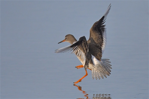 Highly Commended-Redshank TouchDown-Van Greaves – Smethwick ...