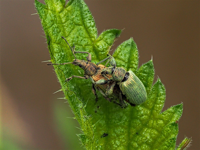 Commended Green Nettle Weevils Mating Geraldine Stephenson – Smethwick ...