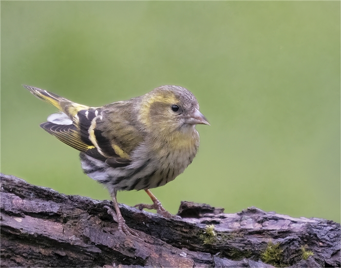 Commended Female Siskin Robert Tunstall – Smethwick Photographic Society