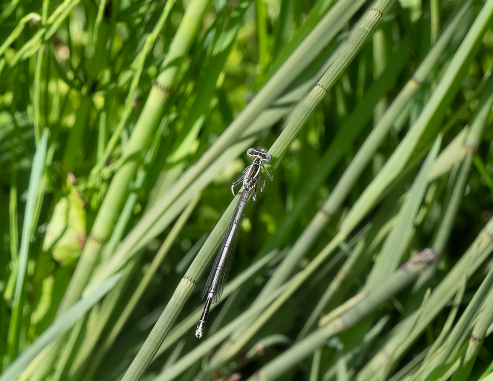 White legged damsel fly – Smethwick Photographic Society