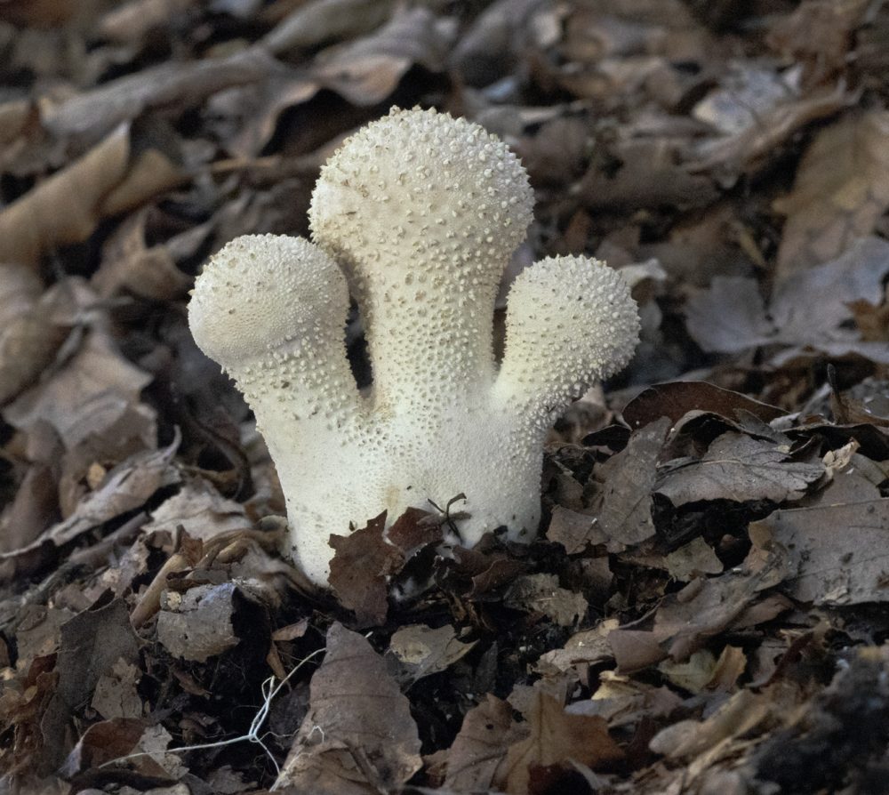 Common Puff Ball – Smethwick Photographic Society