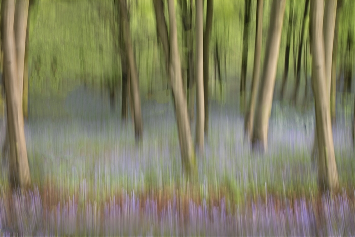 Commended Bluebell Wood Impression Lisa Hynes – Smethwick Photographic ...