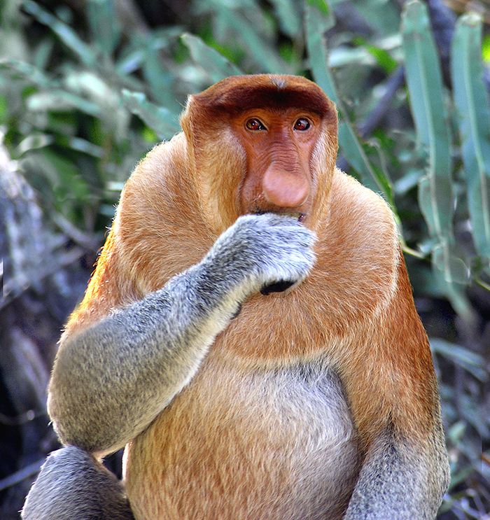 Male Proboscis Monkey eating – Smethwick Photographic Society