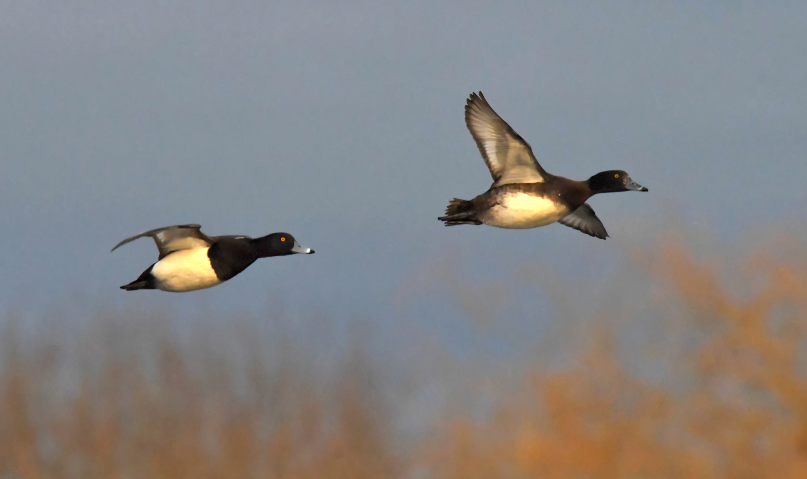 DSC6358 AV Tufted Duck Pair Flying – Smethwick Photographic Society